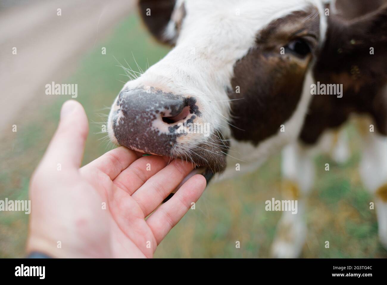 A young curious calf licks his hand. The farming of cattle Stock Photo ...