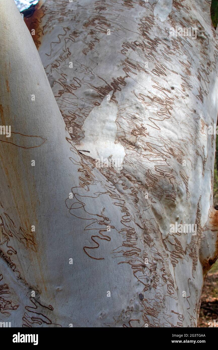 Scribbly gum tree hi-res stock photography and images - Alamy