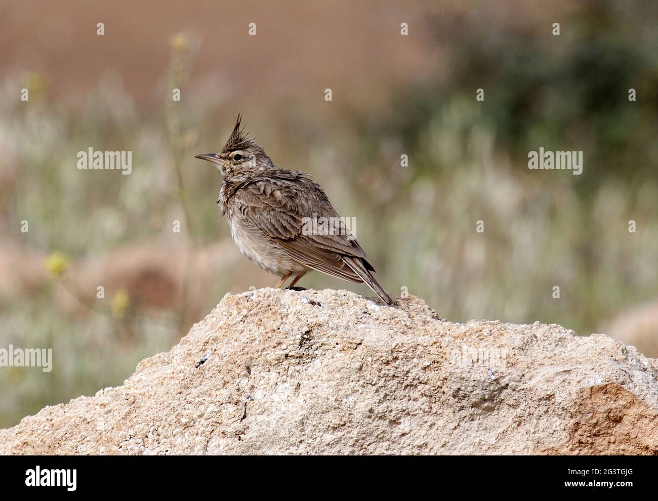 Crested Lark, Cyprus Stock Photo - Alamy