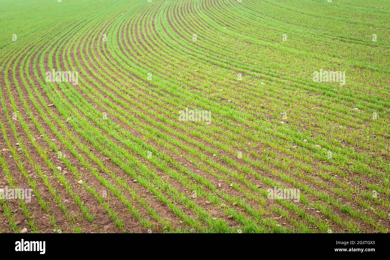 Natural environment background. Farmland detail with growing ...