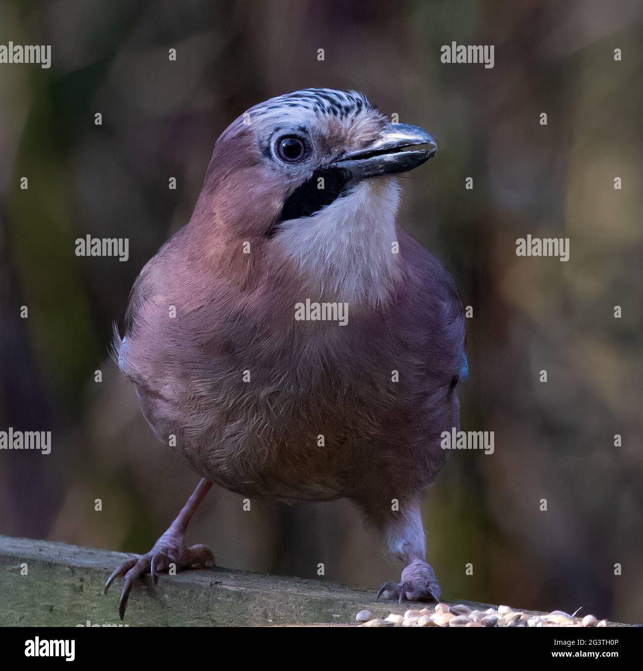 Jay bird in environment hi-res stock photography and images - Alamy