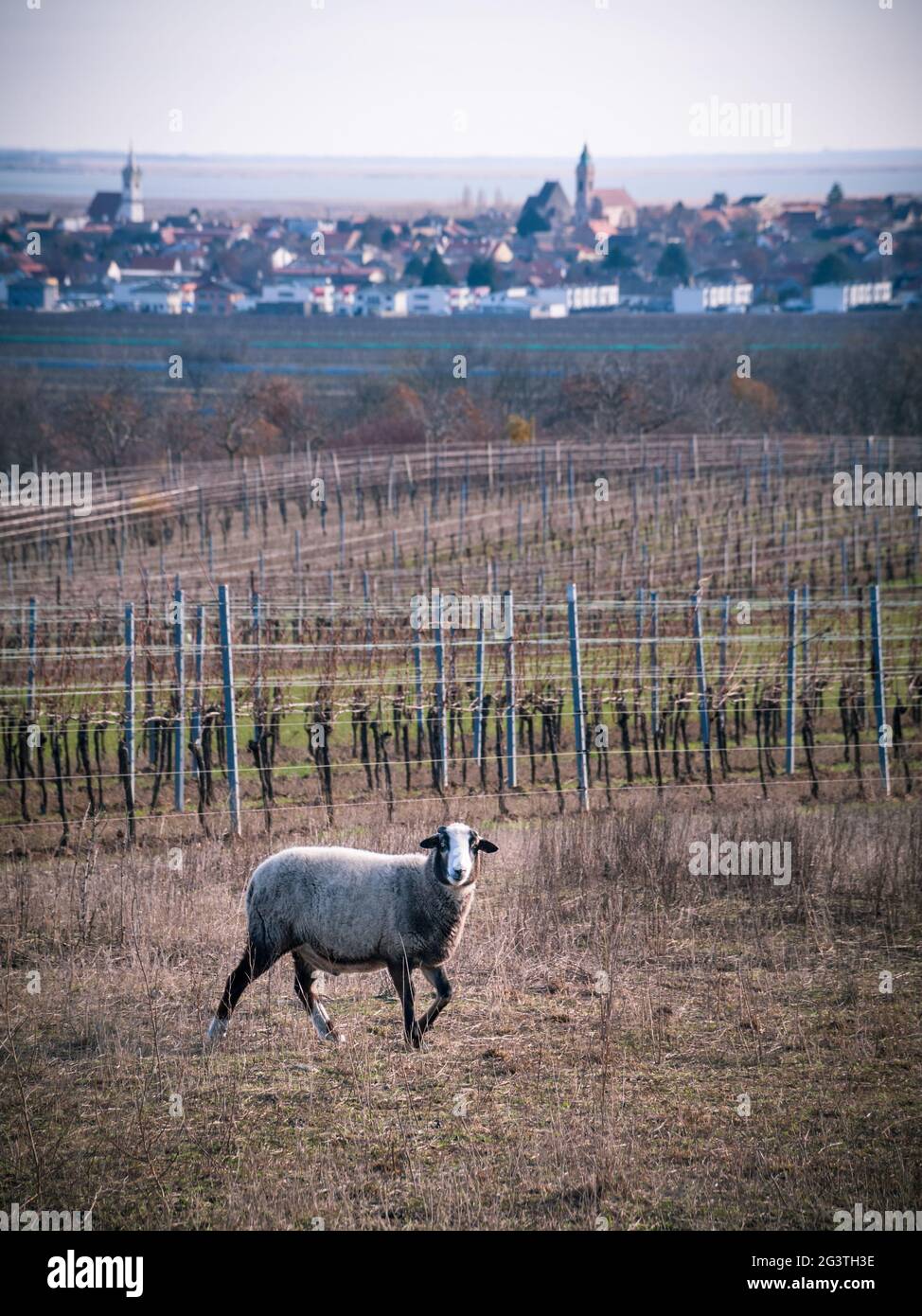 Sheep alone on a pasture in the background city of Rust and ...