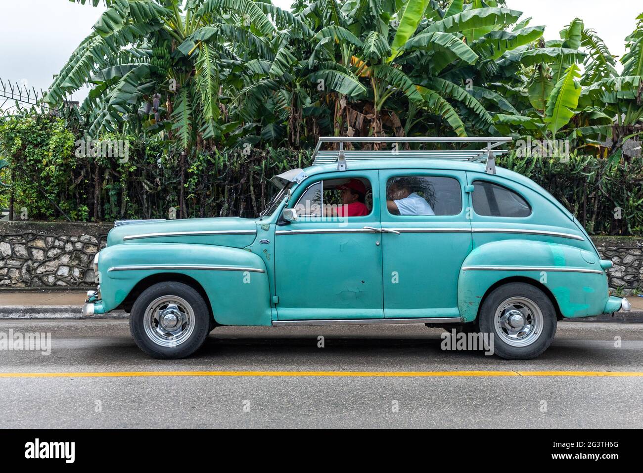 Cuban almendron hi-res stock photography and images - Alamy