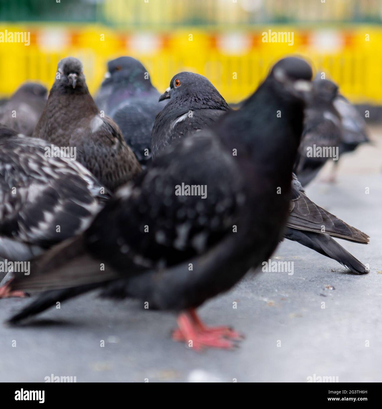 Group of black pigeons in a street Stock Photo - Alamy