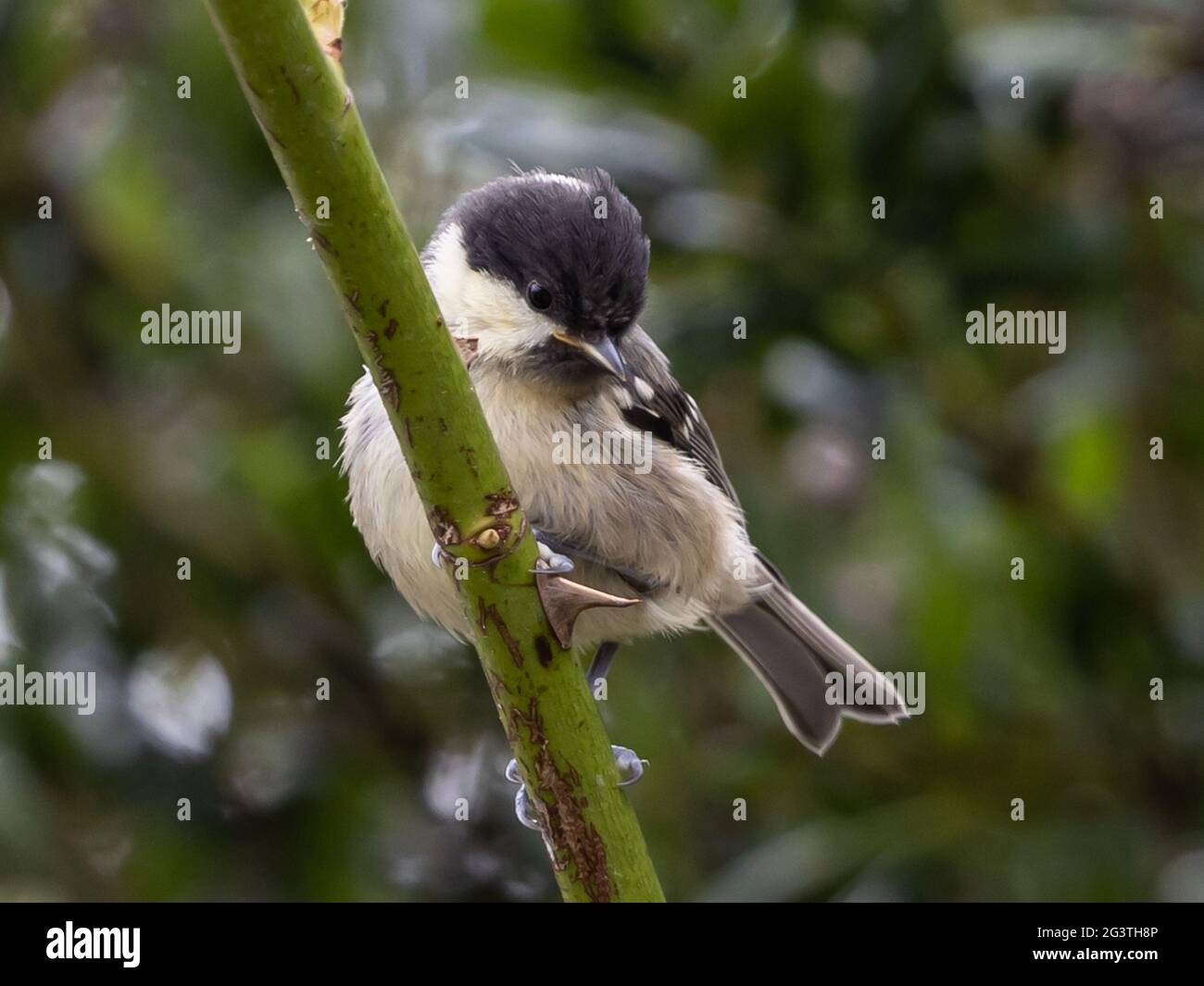Cute bird on a branch of a tree Stock Photo - Alamy