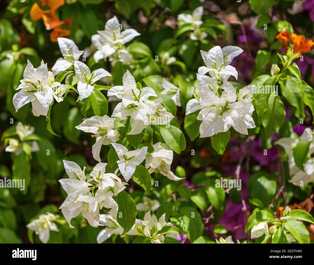 Bougainvillea flowers blooming in the garden Stock Photo - Alamy