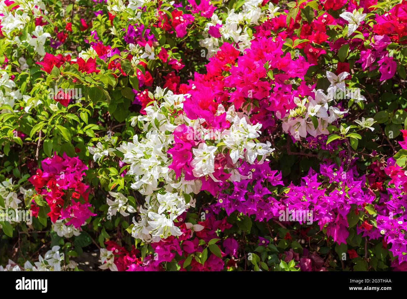 Bougainvillea flowers blooming in the garden Stock Photo - Alamy