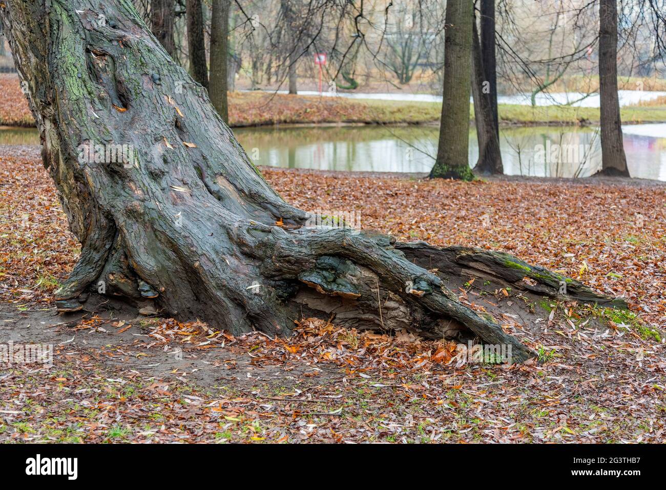 Tree root and dry fallen leaves Stock Photo - Alamy