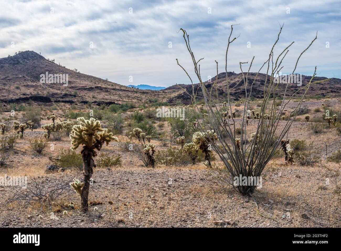 A Teddy Bear Cholla along Quartzsite, Arizona Stock Photo - Alamy