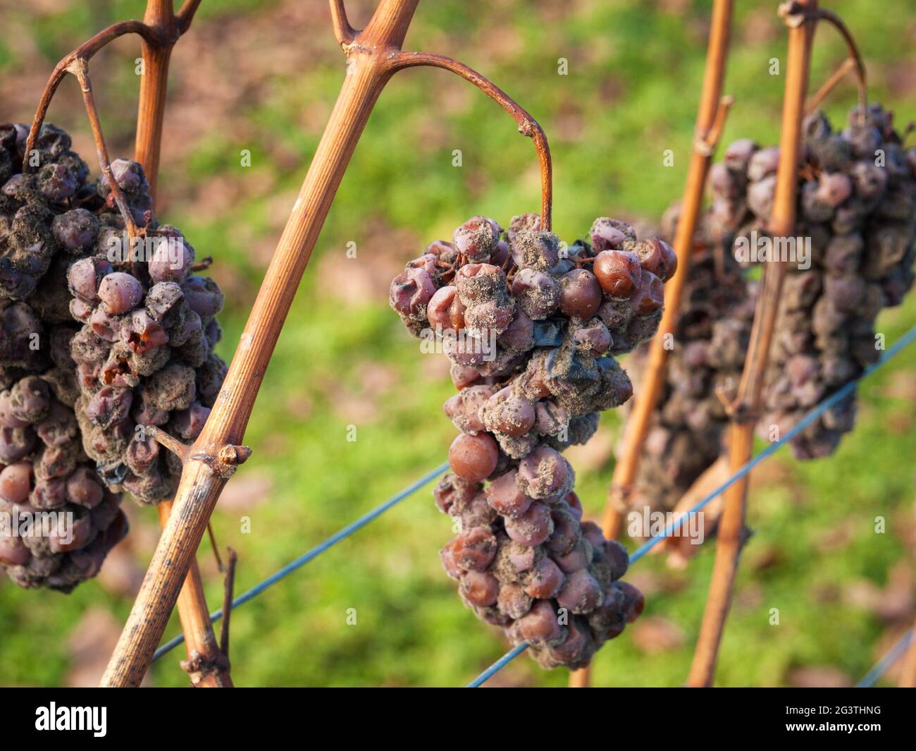 Wine glass grapes frozen hi-res stock photography and images - Alamy