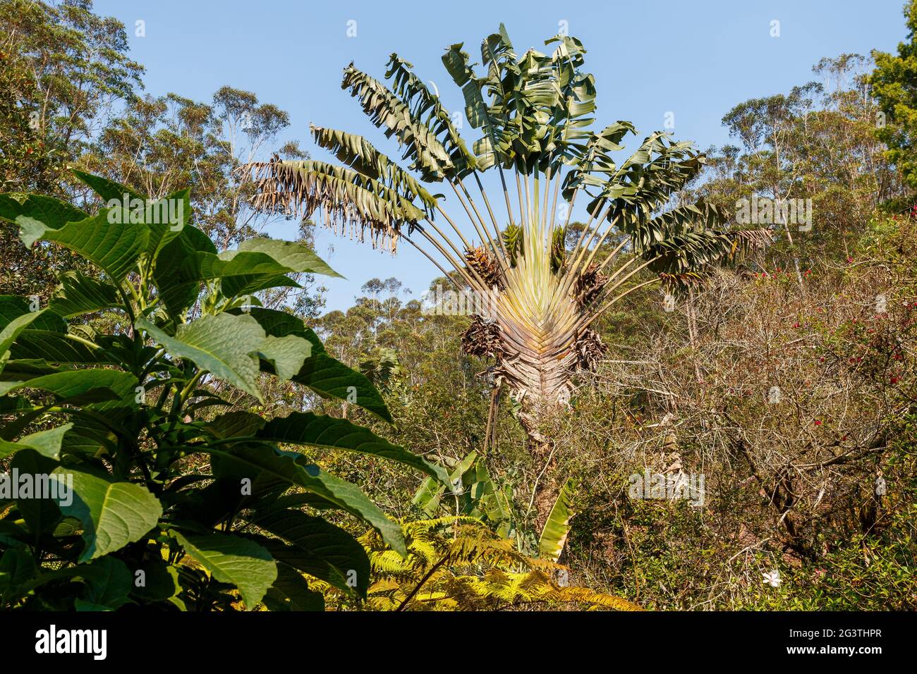 Ravenala palm, traveler tree symbol of Madagascar Stock Photo - Alamy