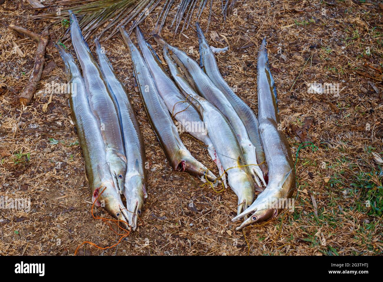 Freshly caught fish, madagascar Stock Photo - Alamy