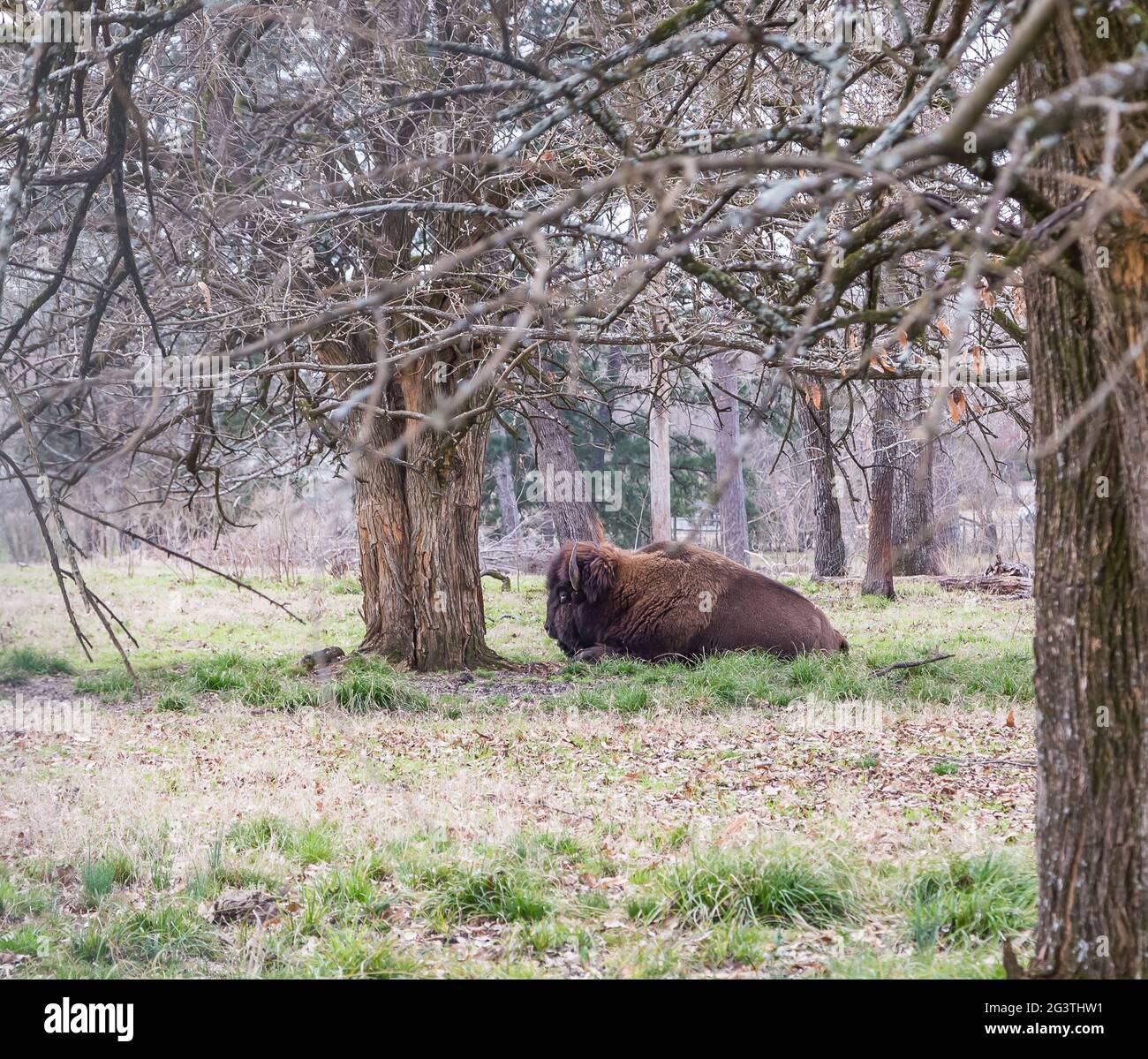 North American Bison taking an afternoon nap on a roadside animal ...