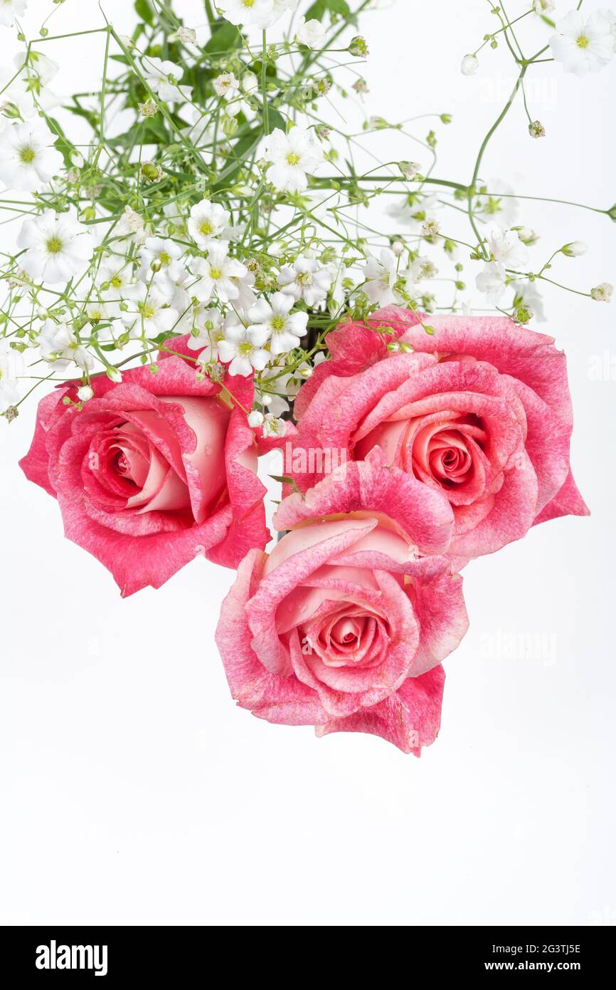Three Red Roses Stock Photo - Alamy
