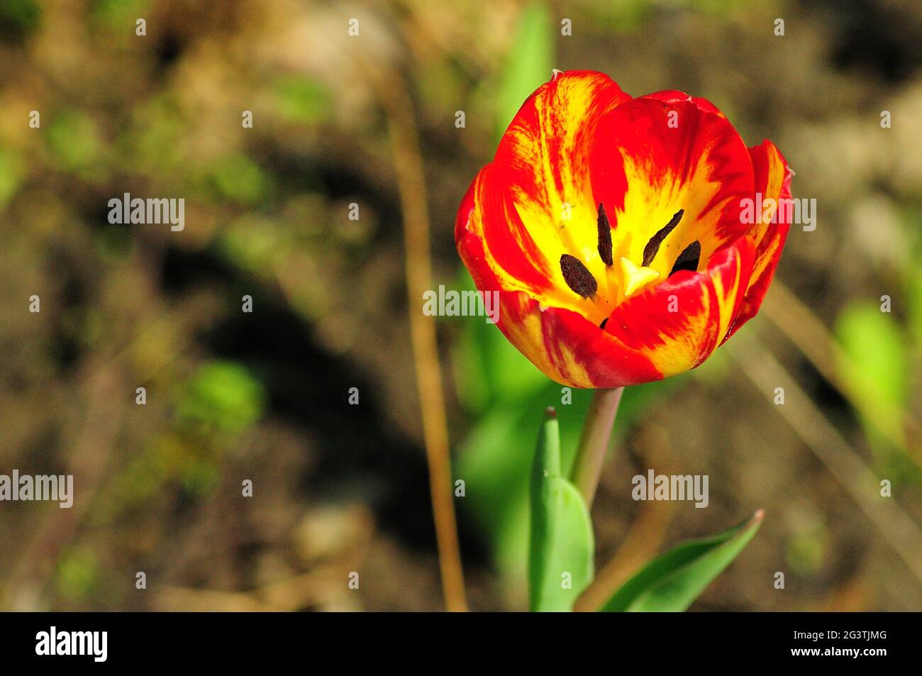 Beautiful blossoming bud of red tulip close-up with blurred background ...