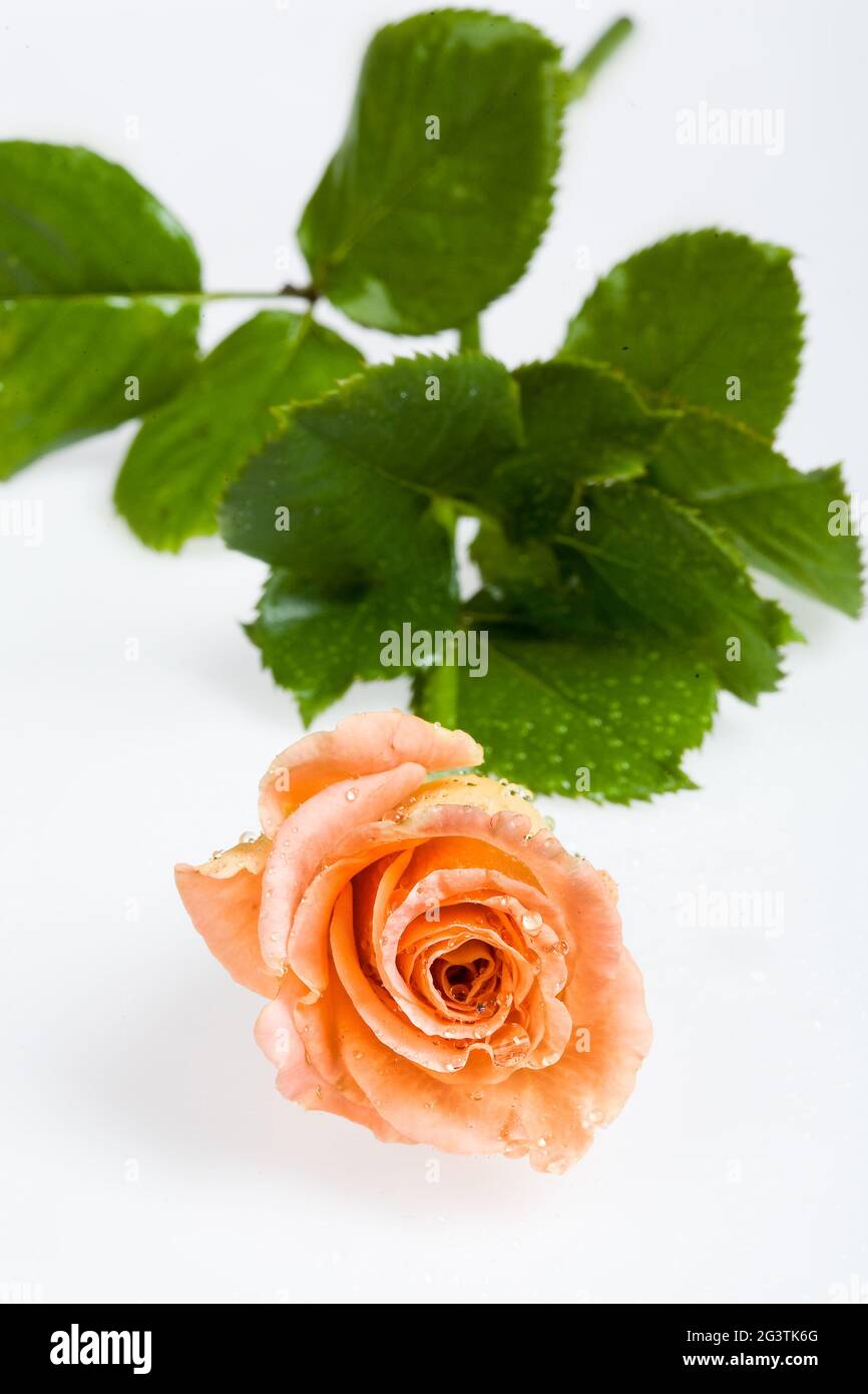 Rose textures hi-res stock photography and images - Alamy
