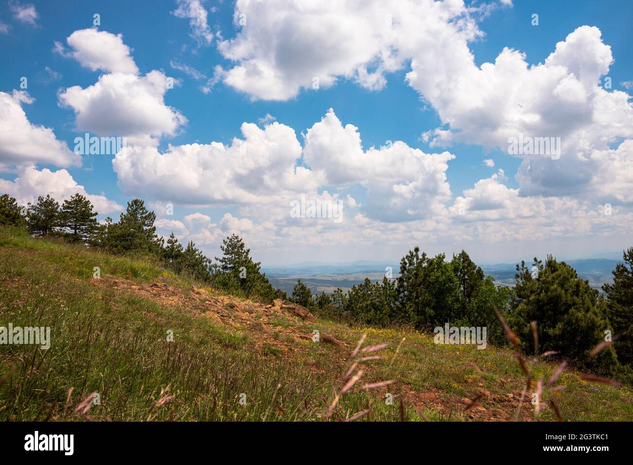 View of trees, meadow and amazing blue cloudy sky at Divcibare mountain ...
