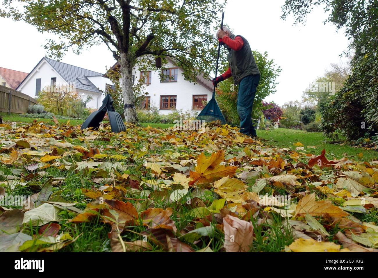Autumn leaves on the lawn in front of a country house style detached ...