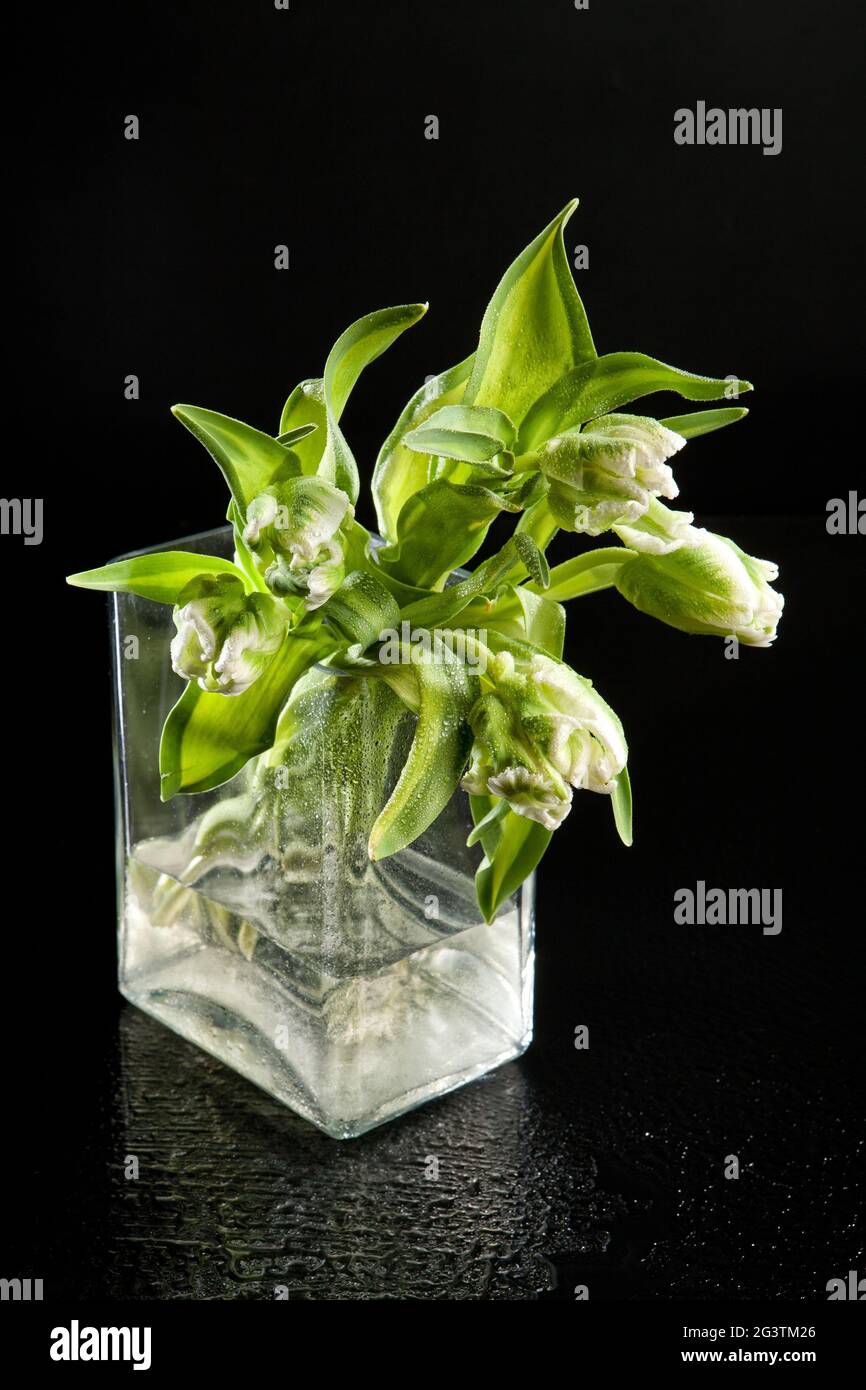 Leaf pattern in glass hi-res stock photography and images - Alamy
