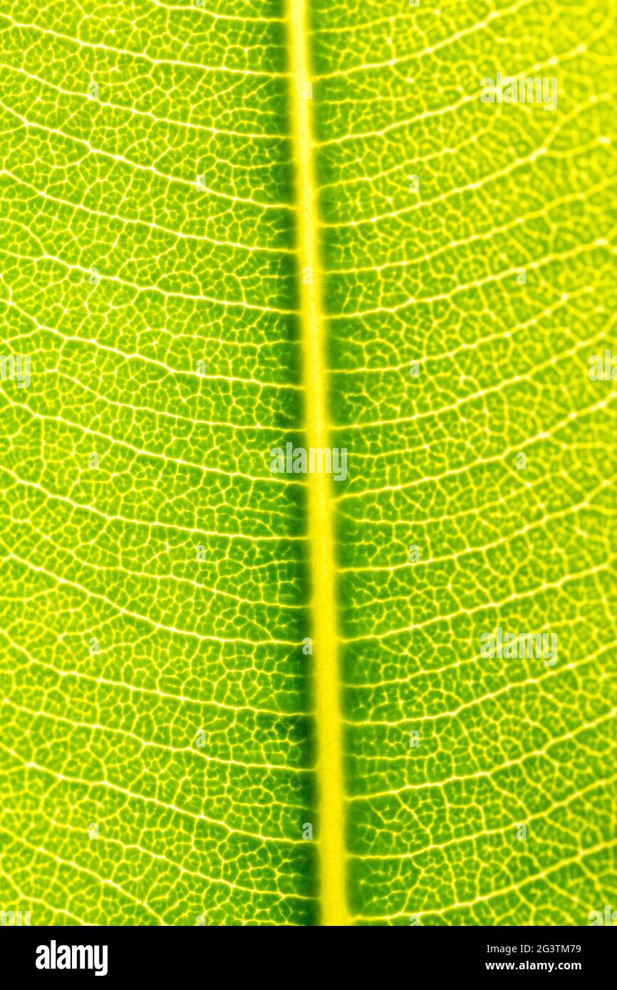 Green Leaf Texture background Stock Photo - Alamy