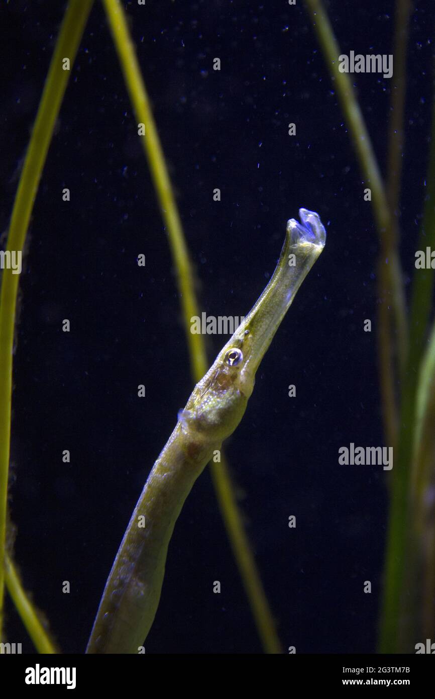 Sea needle hi-res stock photography and images - Alamy