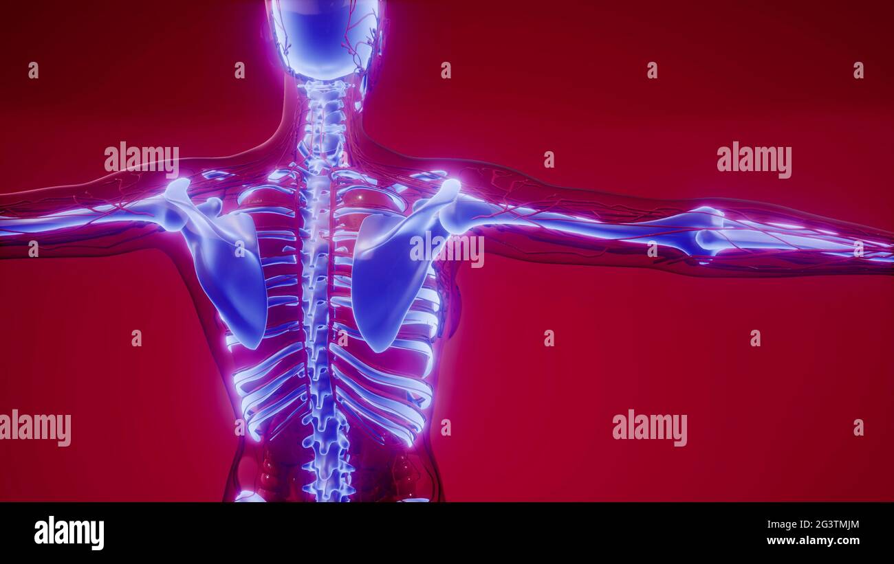 Transparent Human Body with Visible Bones Stock Photo - Alamy