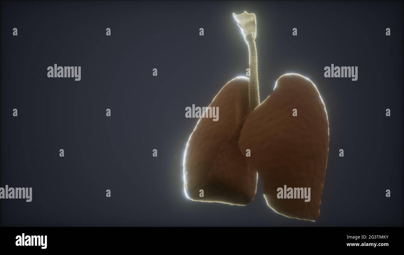 3d animation of human lungs Stock Photo - Alamy