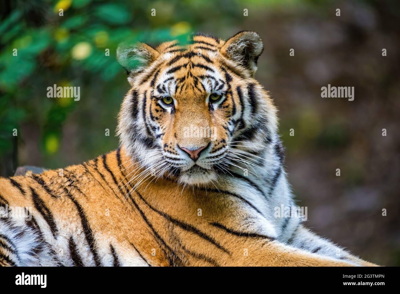 Russia siberian tiger forest hi-res stock photography and images - Alamy