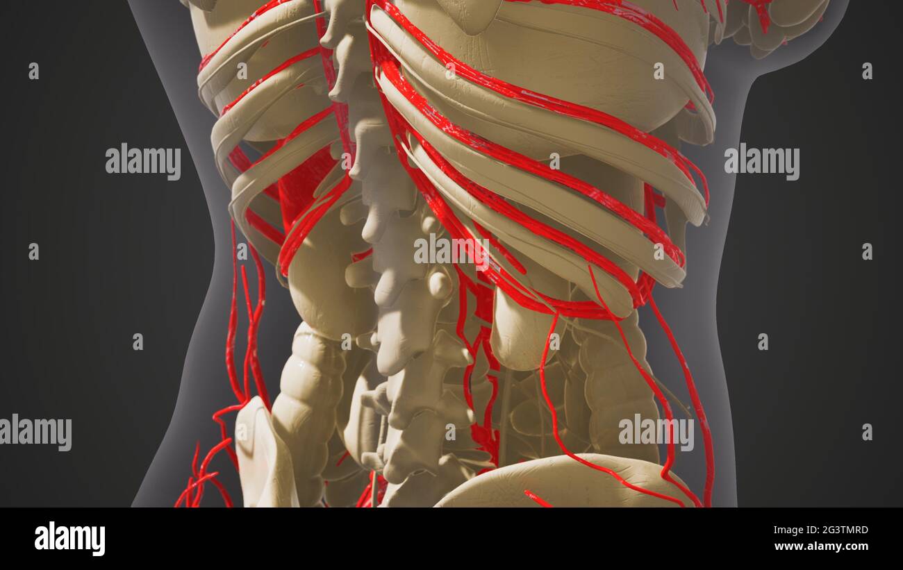 Science anatomy of human Blood Vessels Stock Photo - Alamy