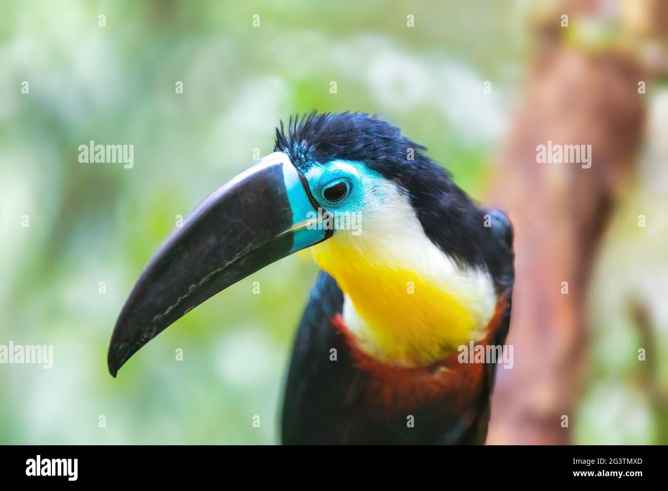 Bird hannel-billed toucan, Ramphastos vitellinus Stock Photo - Alamy