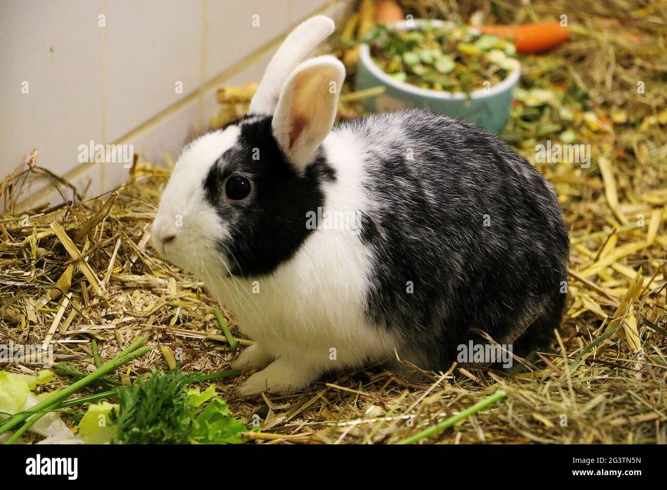 Closeup shot of a cute domestic rabbit Stock Photo - Alamy