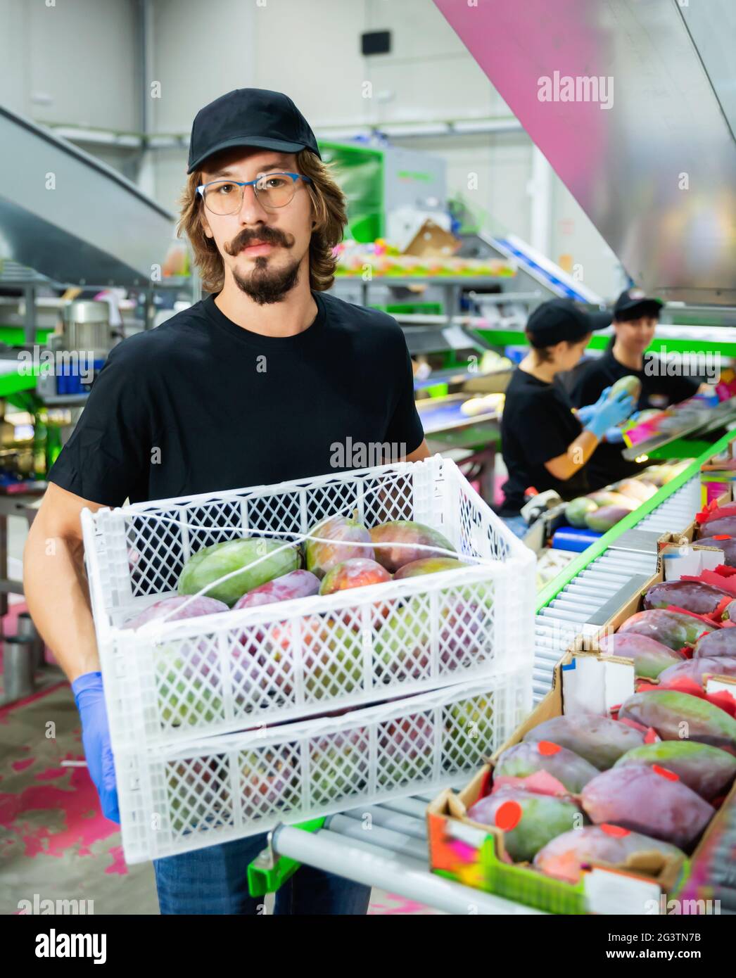 Focused male worker working at fruit warehouse carrying box with mangos ...
