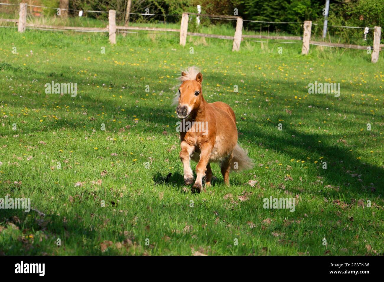 Closeup shot of a foal running in a pasture Stock Photo - Alamy