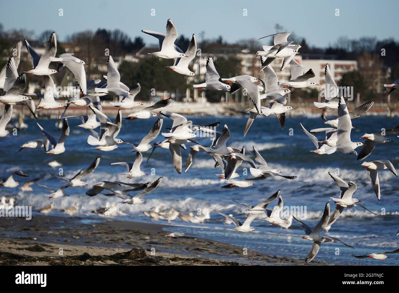 Flock of gulls flying over the coast Stock Photo - Alamy