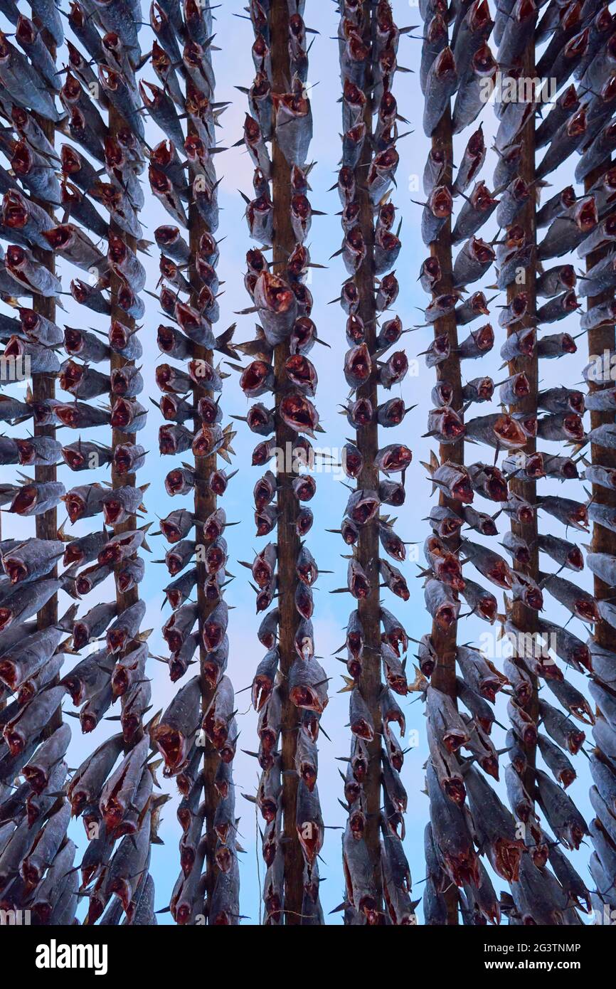 Air drying of Salmon fish on wooden structure at Scandinavian winter ...