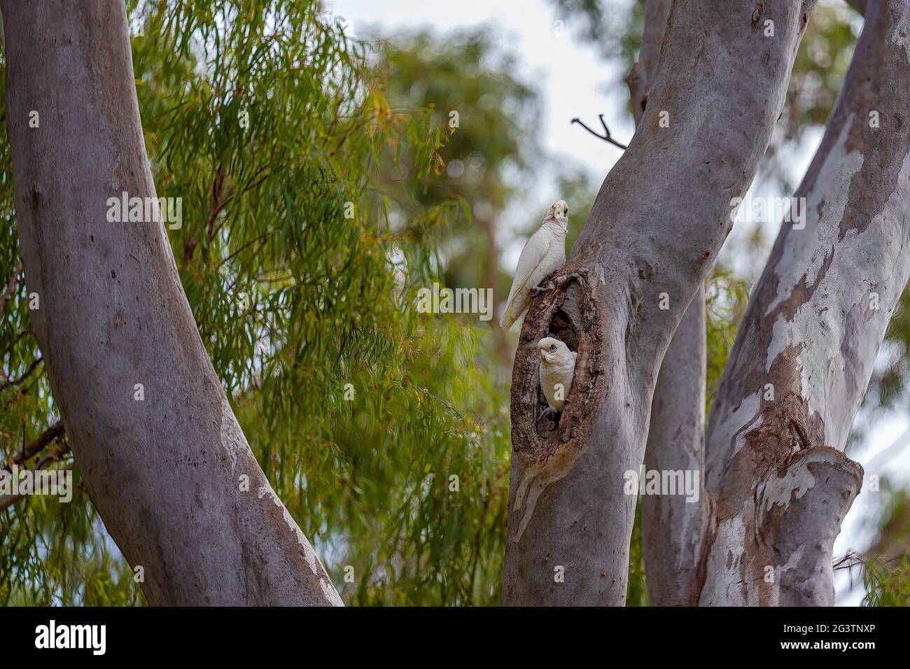 Two cockatoos on a tree trunk, one emerging from its nest Stock Photo ...