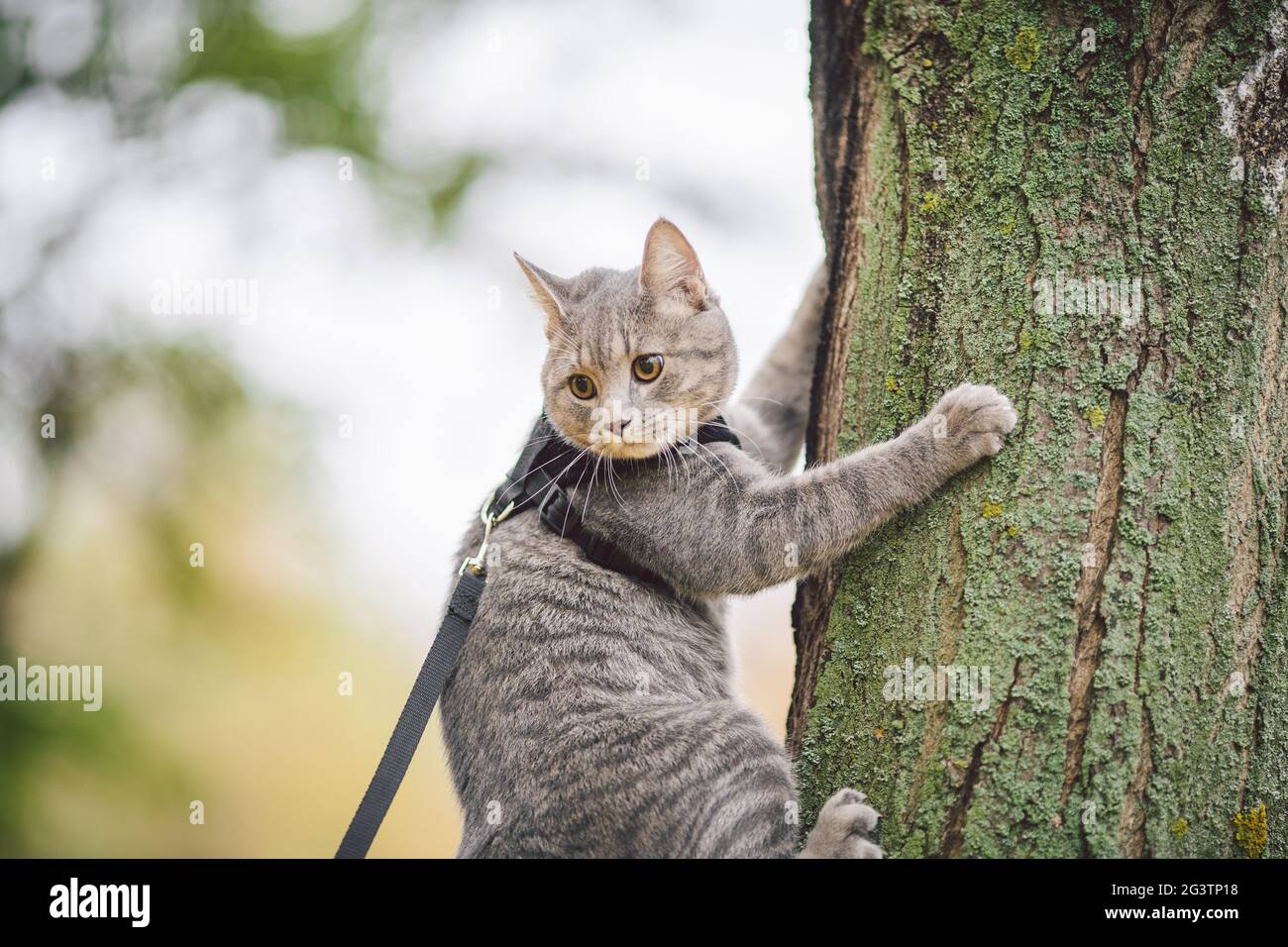 Male cat domestic gray wool stripes young good shape,dressed cat leash ...