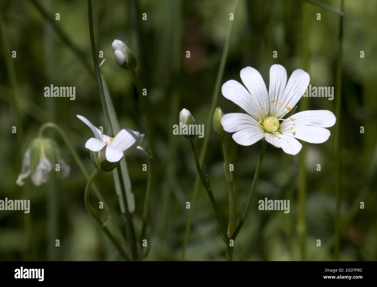Field Hornwort, Rhodopen, Bulgaria Stock Photo - Alamy