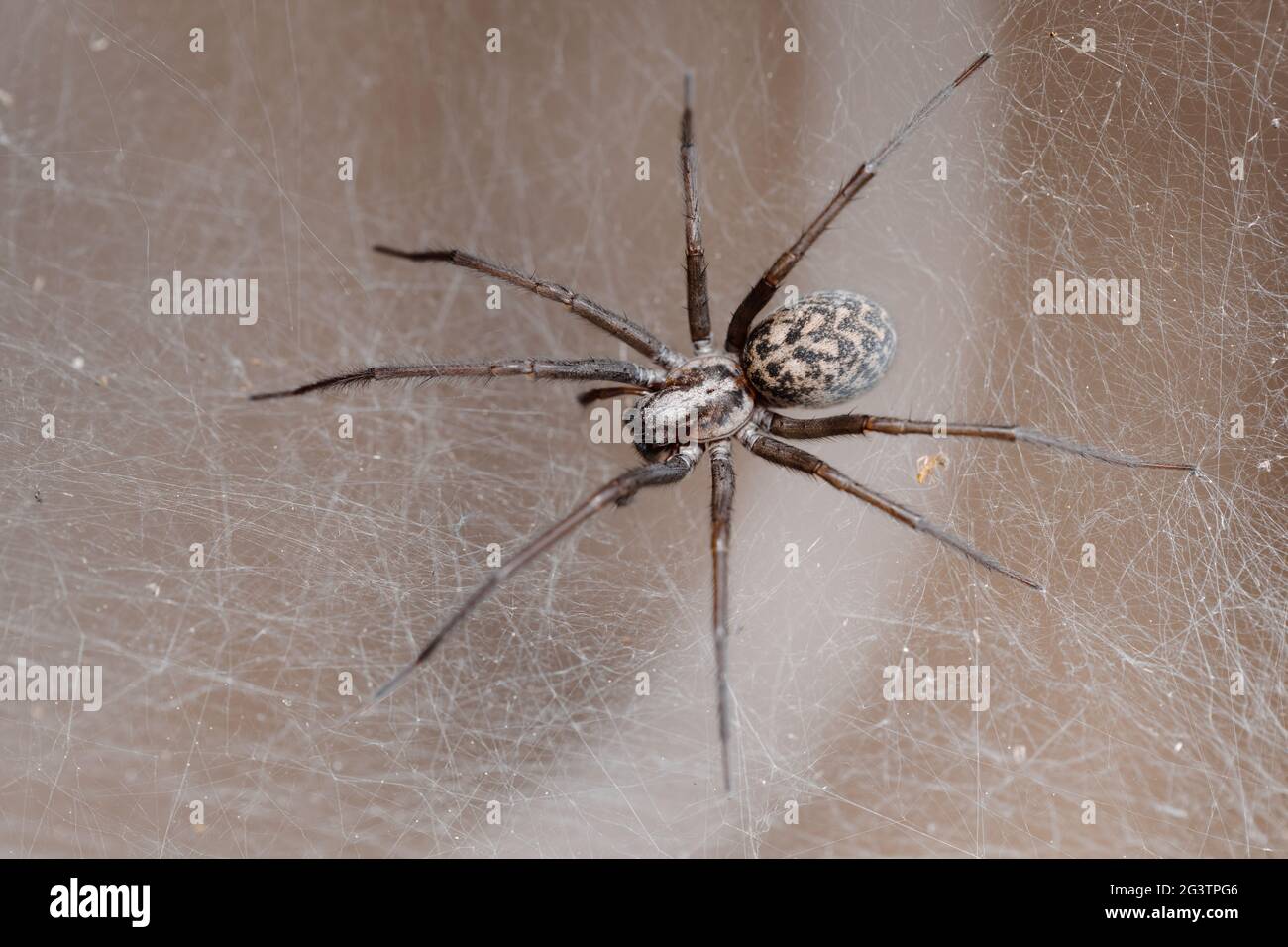 Spider in the Liocranidae family on web Stock Photo - Alamy