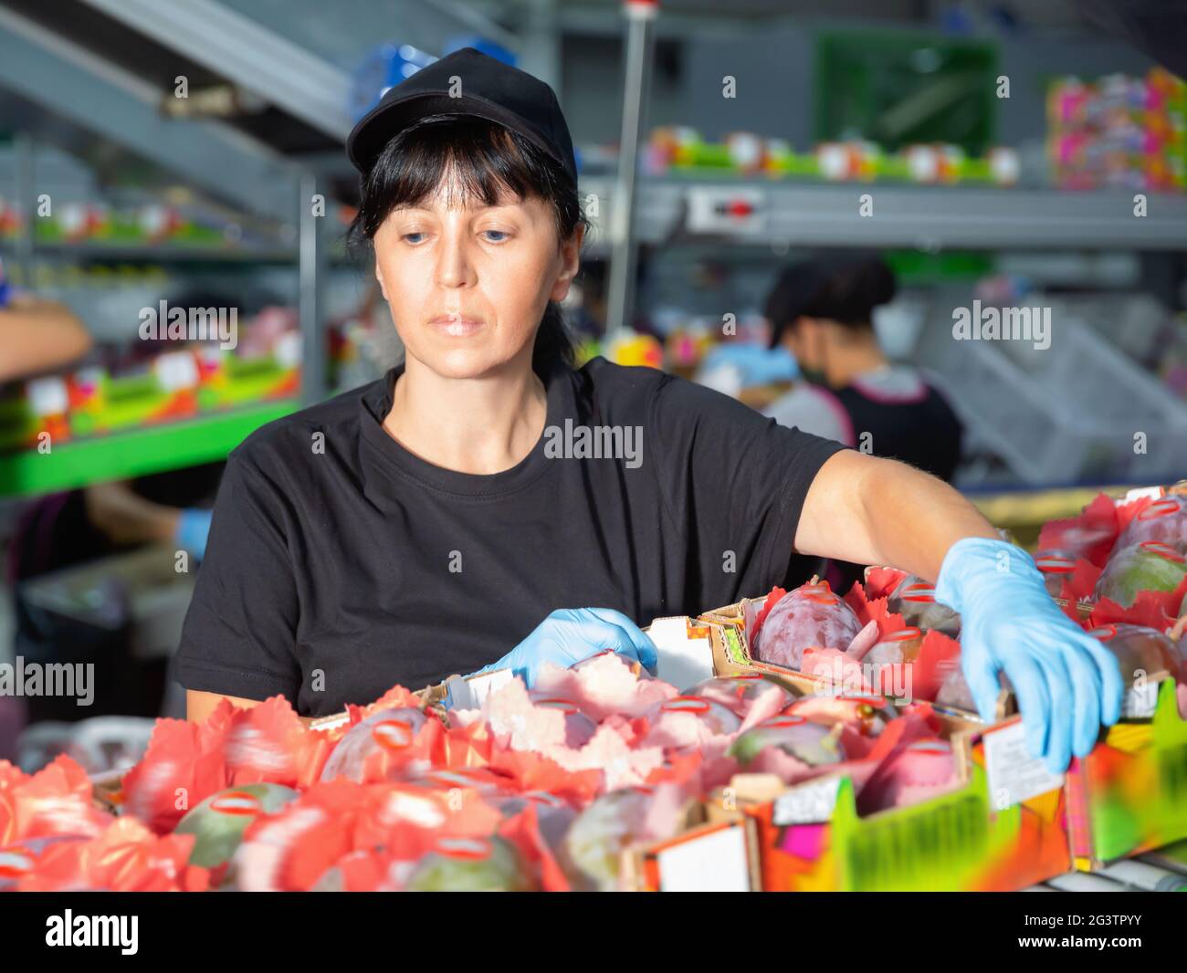 Confident female working with mango at sorting department at fruits ...