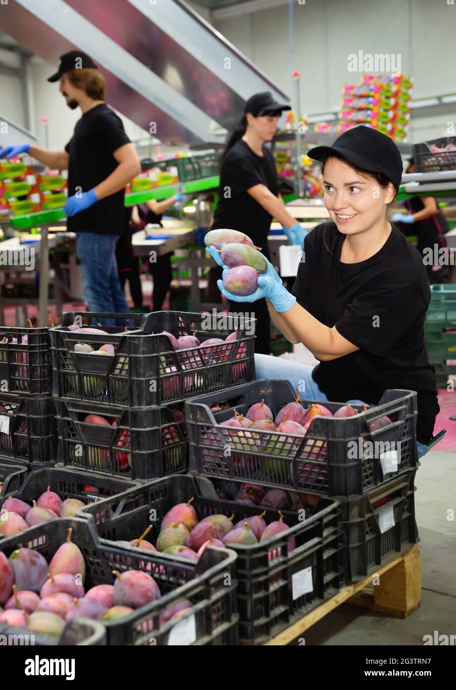 Portrait of positive female employee on fruit sorting department ...