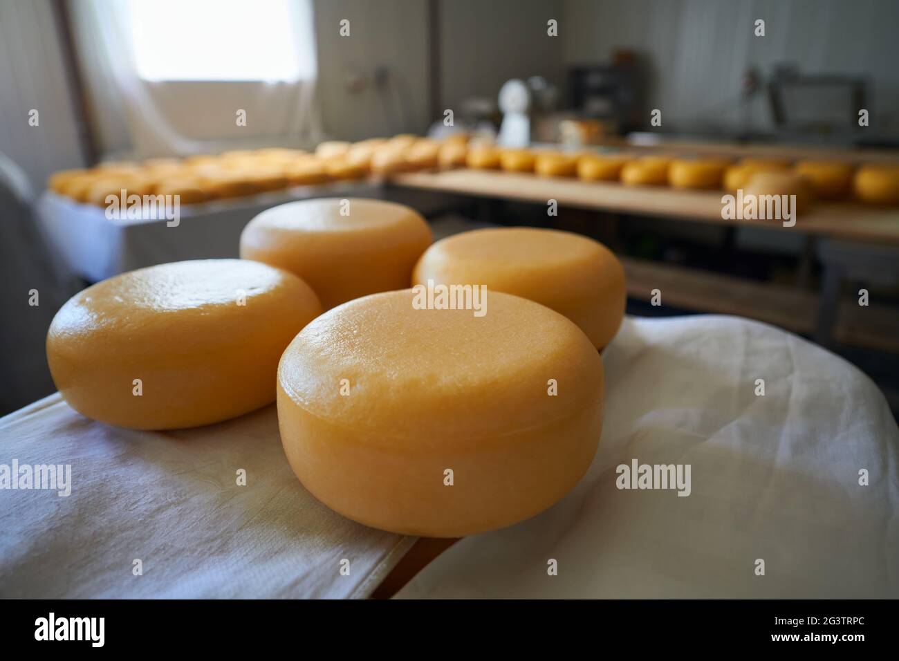 Cheese factory production shelves with aging old cheese Stock Photo - Alamy