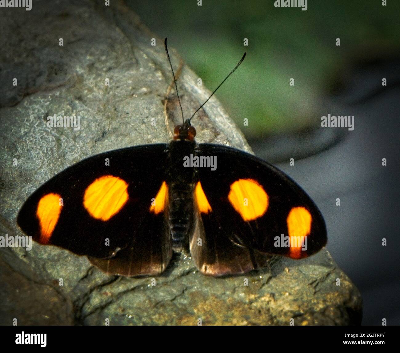 Metalmark butterflies Calgary Zoo Alberta Stock Photo - Alamy
