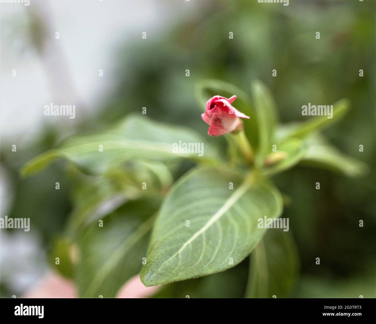Baby Pink Bud Stock Photo - Alamy