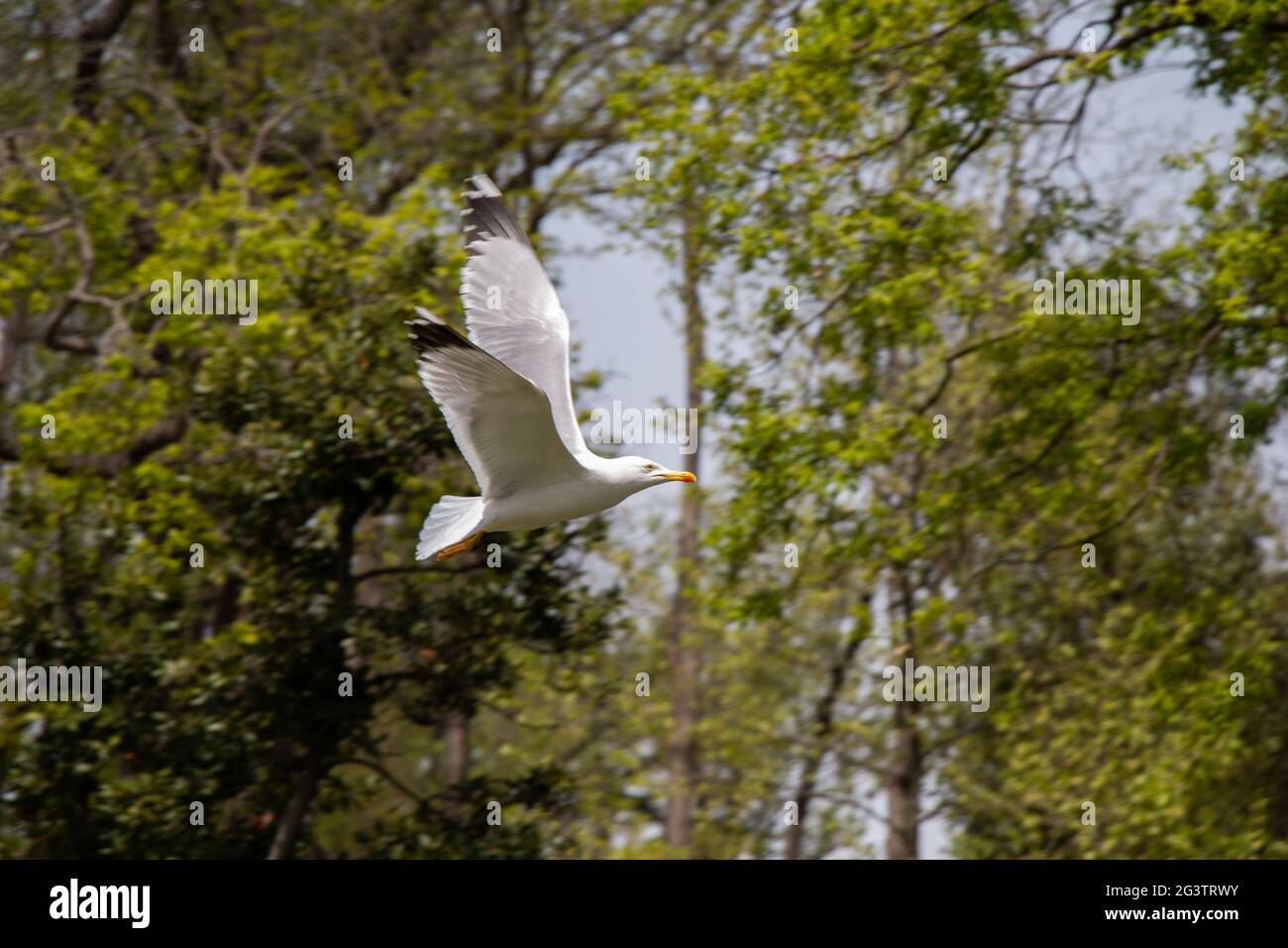 Closeup shot of a white seagull flying around the trees Stock Photo - Alamy