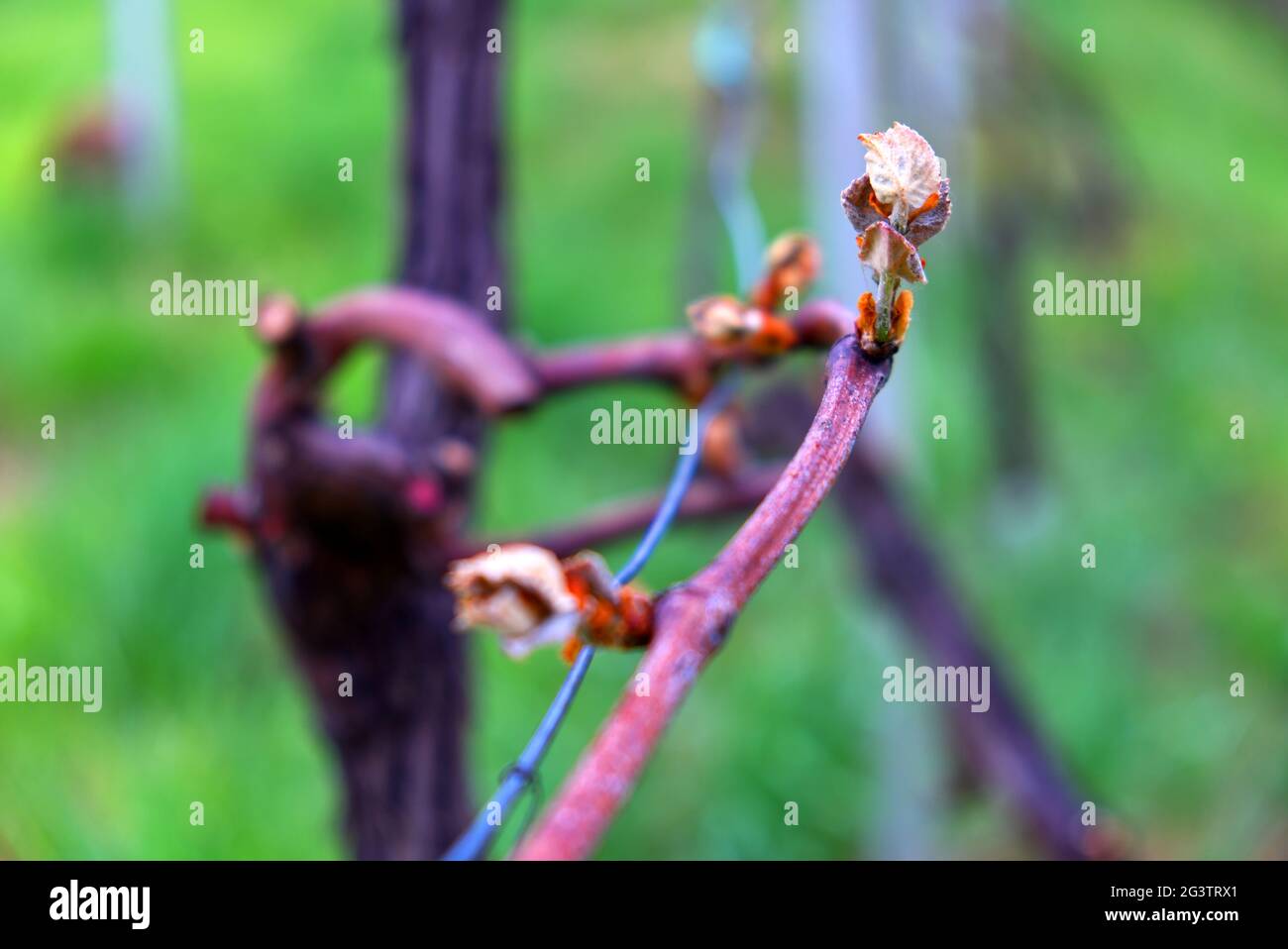 The flower buds are about to hatch hi-res stock photography and images ...