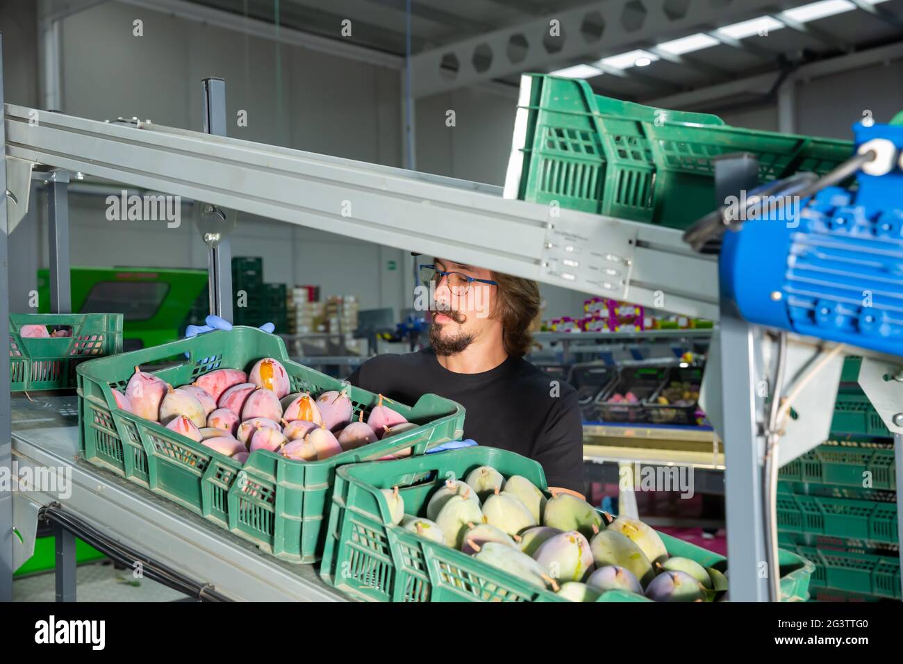 Loader man carries boxes of mango Stock Photo - Alamy