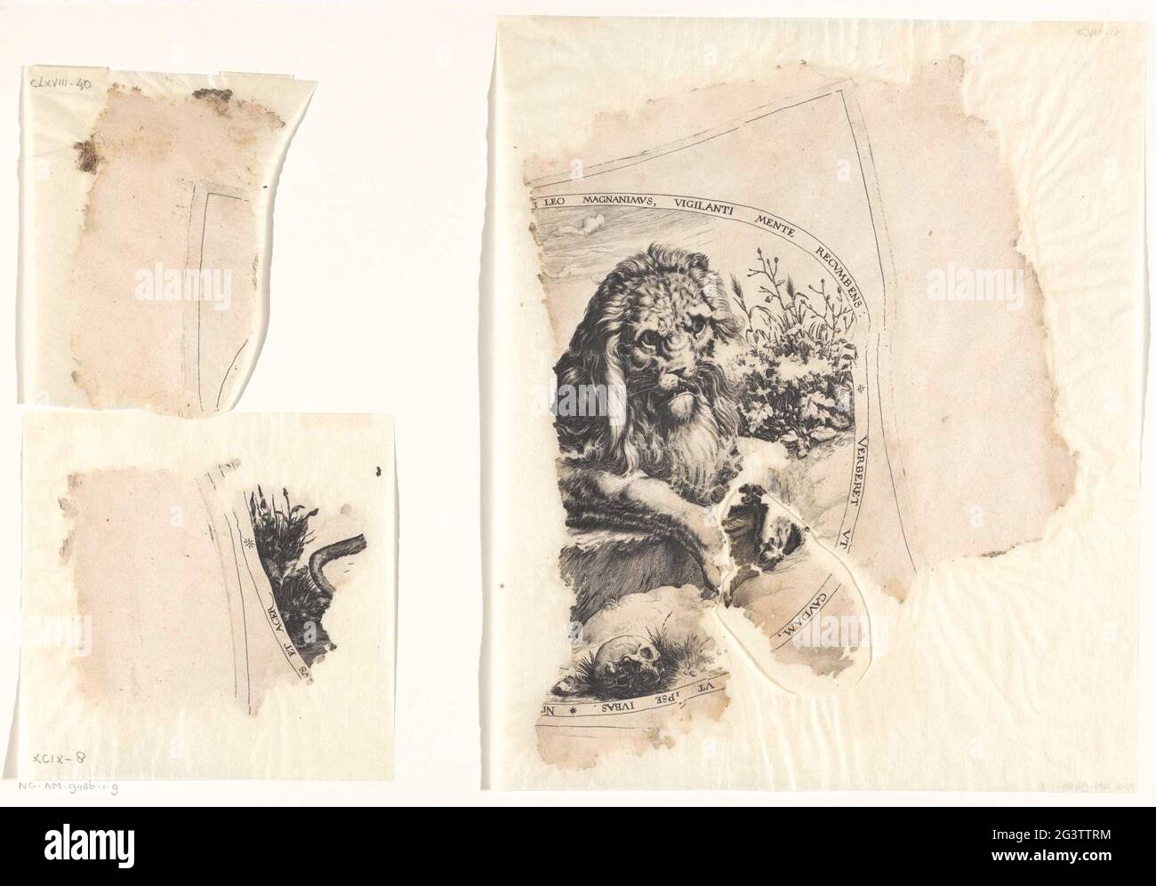 Fragments of a print of a lion. Four fragments of an oval ...