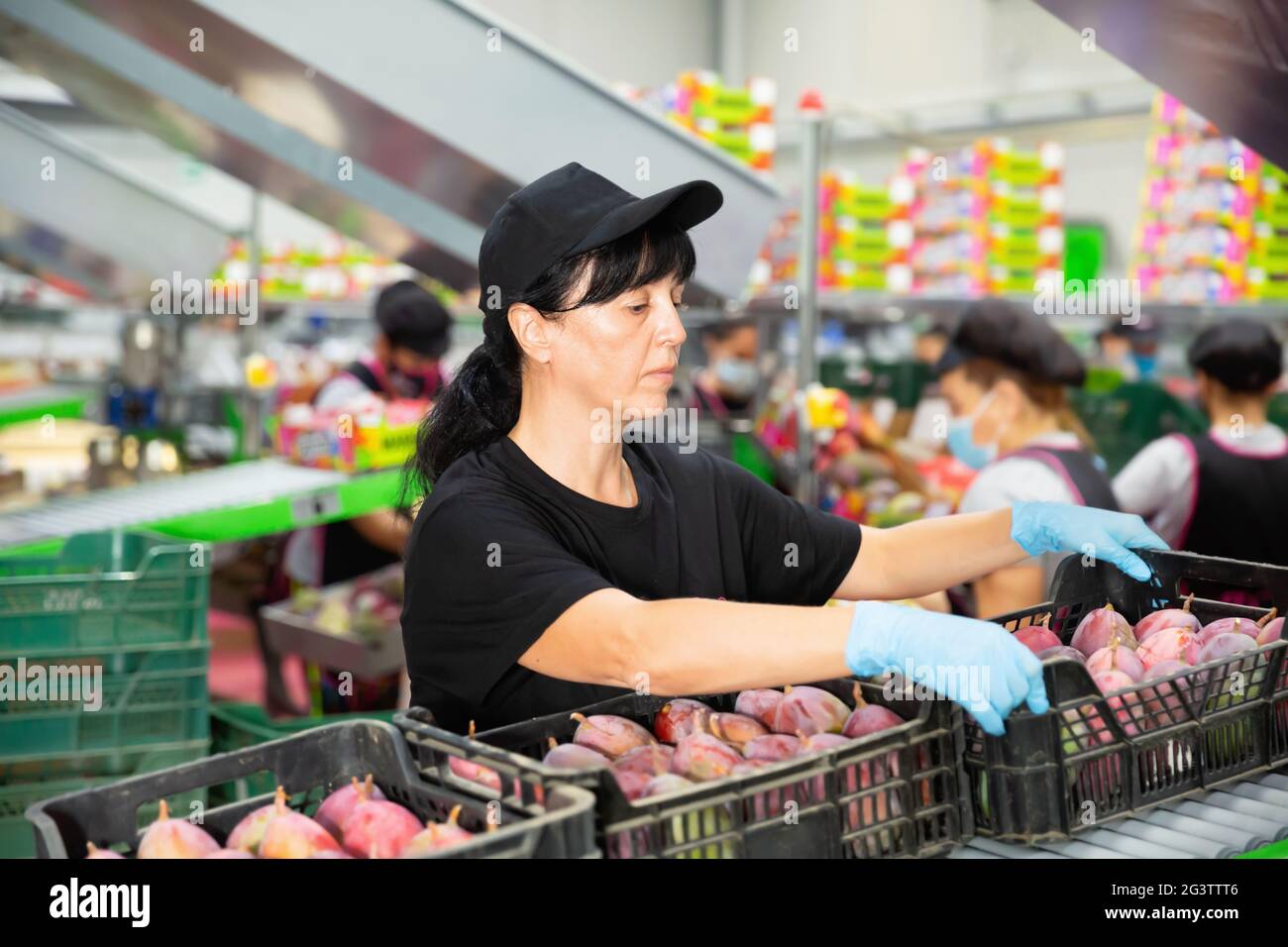 Quality control factory food selection hi-res stock photography and ...