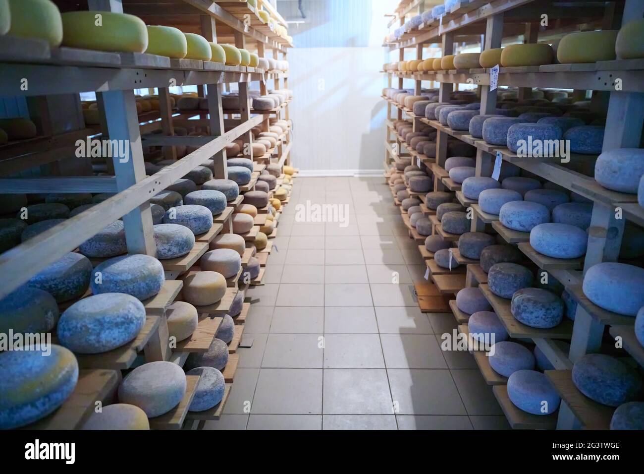 Cheese factory production shelves with aging old cheese Stock Photo - Alamy